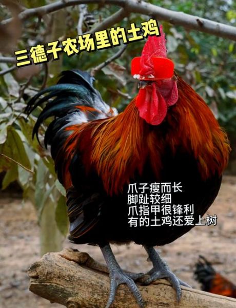 草鸡多少钱一斤_草鸡和土鸡的区别-第2张图片-山城妙识 草鸡多少钱一斤_草鸡和土鸡的区别-第2张图片-山城妙识