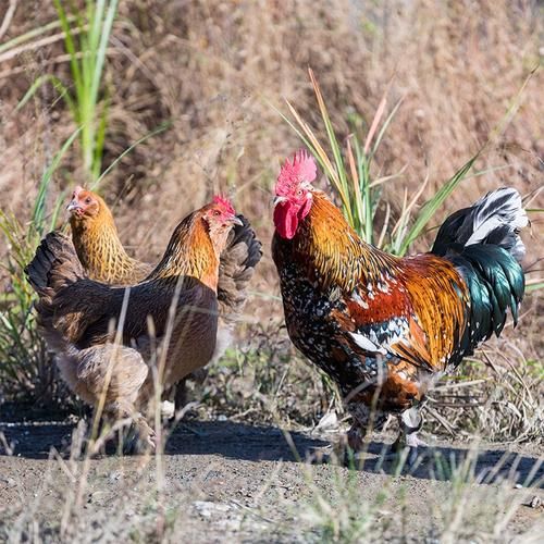 草鸡多少钱一斤_草鸡和土鸡的区别-第1张图片-山城妙识 草鸡多少钱一斤_草鸡和土鸡的区别-第1张图片-山城妙识