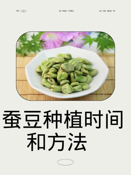 蚕豆种子怎么种_蚕豆种子发芽时间-第1张图片-山城妙识 蚕豆种子怎么种_蚕豆种子发芽时间-第1张图片-山城妙识