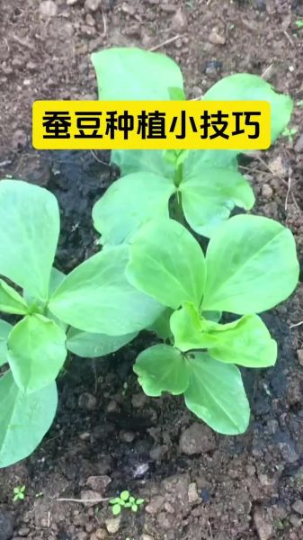 蚕豆种子怎么种_蚕豆种子发芽时间-第2张图片-山城妙识 蚕豆种子怎么种_蚕豆种子发芽时间-第2张图片-山城妙识
