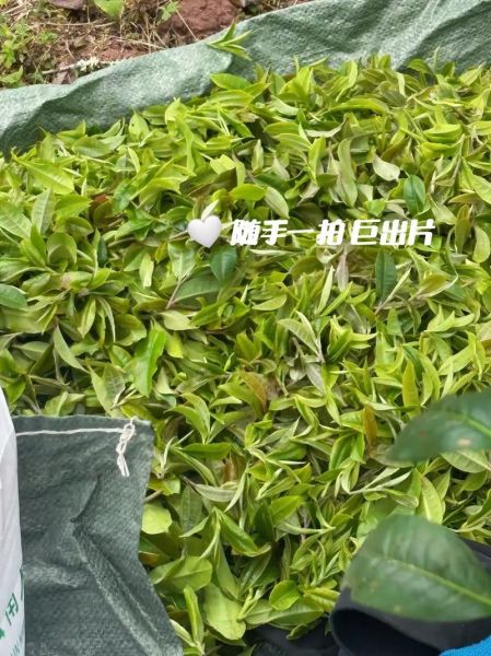 茉莉春尖茶怎么泡_茉莉春尖茶的功效与作用-第3张图片-山城妙识