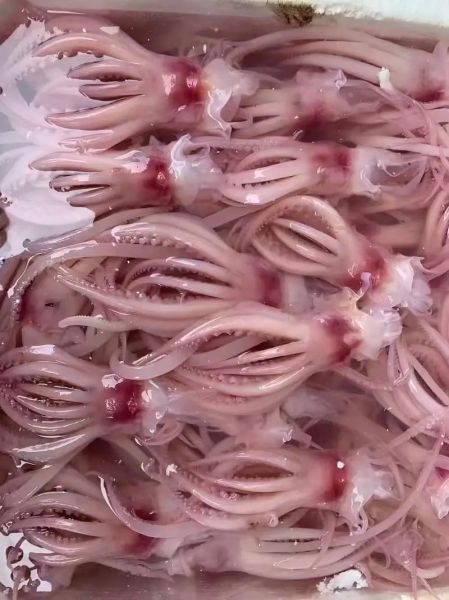 百叶和毛肚的区别_百叶和毛肚哪个好吃-第3张图片-山城妙识