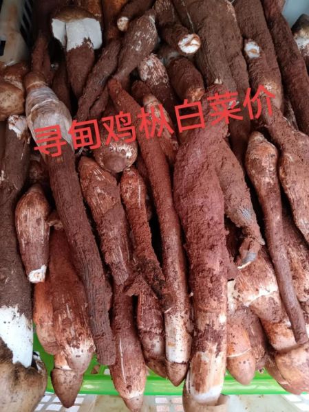 新鲜鸡枞菌怎么保存_鸡枞菌价格多少钱一斤-第1张图片-山城妙识 新鲜鸡枞菌怎么保存_鸡枞菌价格多少钱一斤-第1张图片-山城妙识