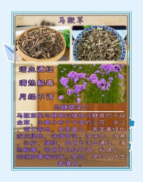 马鞭草治什么病_马鞭草的功效与作用-第2张图片-山城妙识
