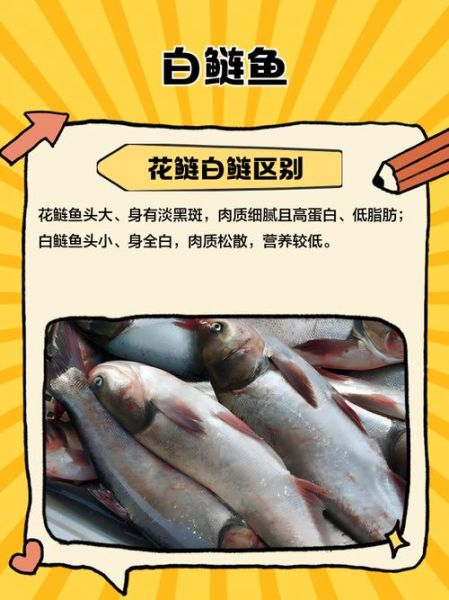 白鲢鱼的功效与作用_白鲢鱼的禁忌有哪些-第2张图片-山城妙识