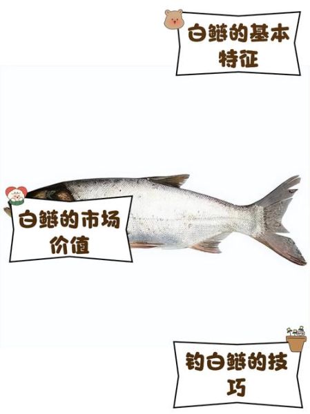 白鲢鱼的功效与作用_白鲢鱼的禁忌有哪些-第3张图片-山城妙识