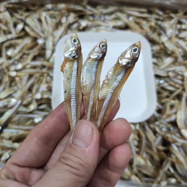 海燕鱼是什么鱼_海燕鱼产地在哪里-第1张图片-山城妙识