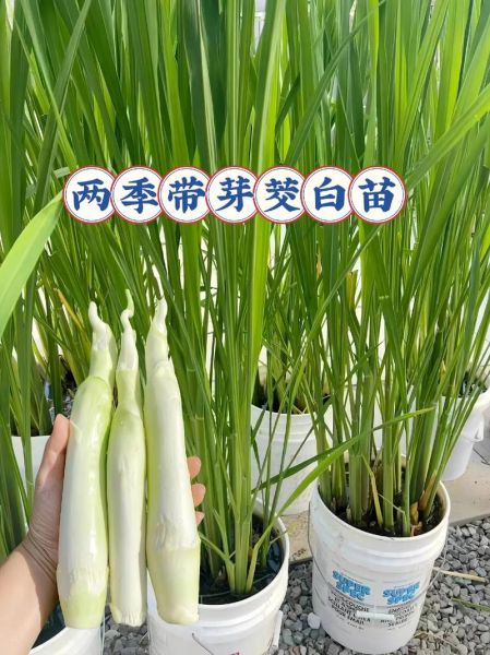 茭白别名叫什么_茭白为什么叫高瓜-第1张图片-山城妙识