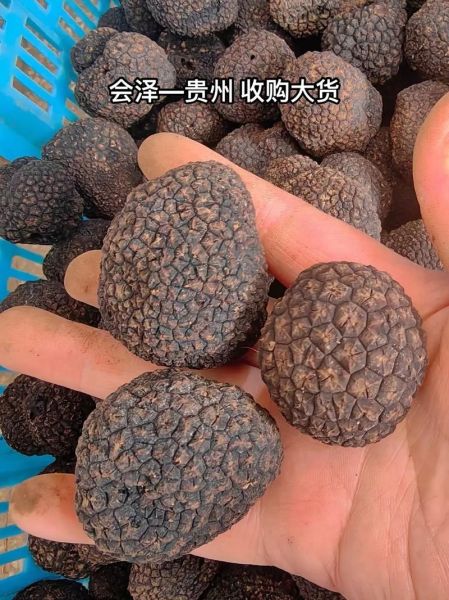 松露价格多少钱一克_黑松露白松露价格差异-第1张图片-山城妙识