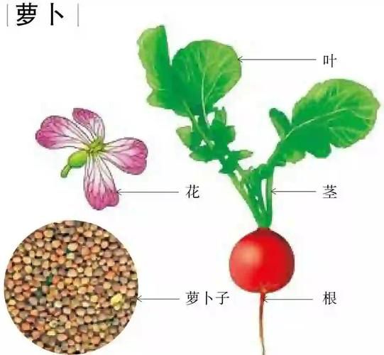 萝卜的结构图怎么看_萝卜的根和茎怎么区分-第1张图片-山城妙识