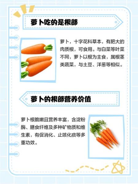 萝卜的结构图怎么看_萝卜的根和茎怎么区分-第3张图片-山城妙识