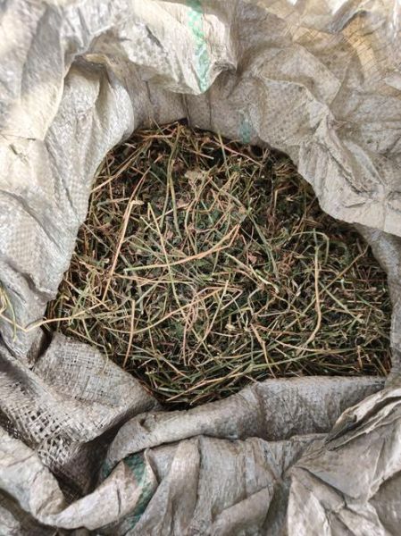 干苜蓿草营养成分_苜蓿草干草营养价值高吗-第1张图片-山城妙识 干苜蓿草营养成分_苜蓿草干草营养价值高吗-第1张图片-山城妙识