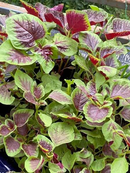 紫苋菜的功效与作用_紫苋菜怎么做好吃-第2张图片-山城妙识