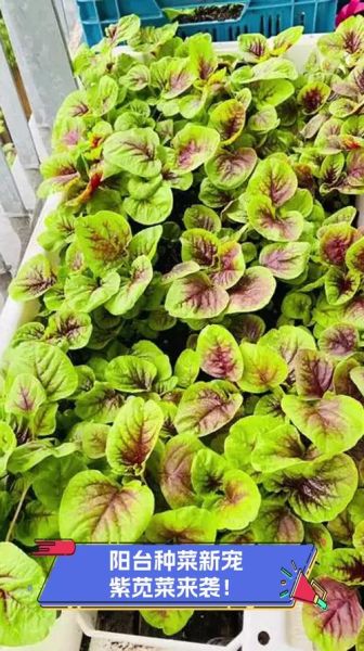 紫苋菜的功效与作用_紫苋菜怎么做好吃-第3张图片-山城妙识