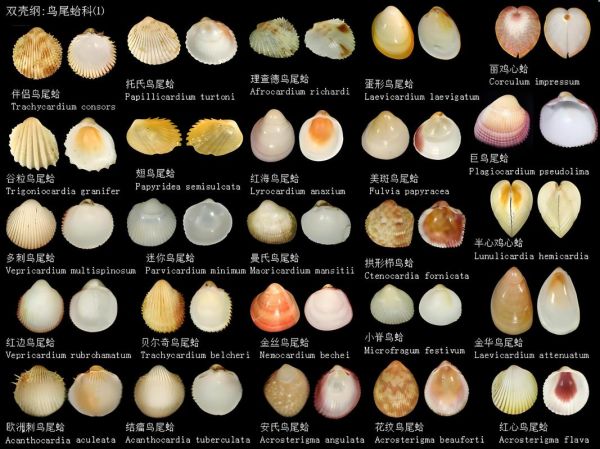 河里的贝类图片名称大全_如何辨别常见品种-第1张图片-山城妙识 河里的贝类图片名称大全_如何辨别常见品种-第1张图片-山城妙识