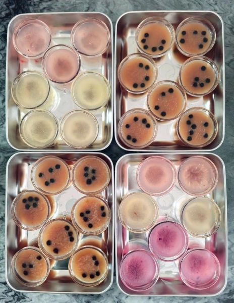水晶钵仔糕的做法_为什么总是粘牙-第3张图片-山城妙识 水晶钵仔糕的做法_为什么总是粘牙-第3张图片-山城妙识