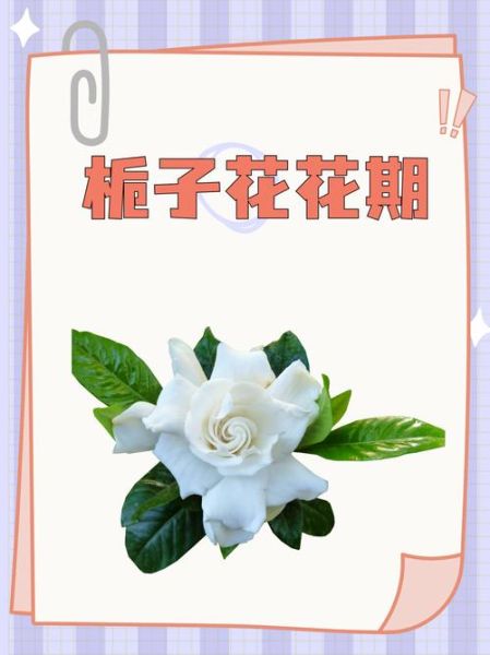 栀子花花期多久_栀子花几月开花-第1张图片-山城妙识 栀子花花期多久_栀子花几月开花-第1张图片-山城妙识