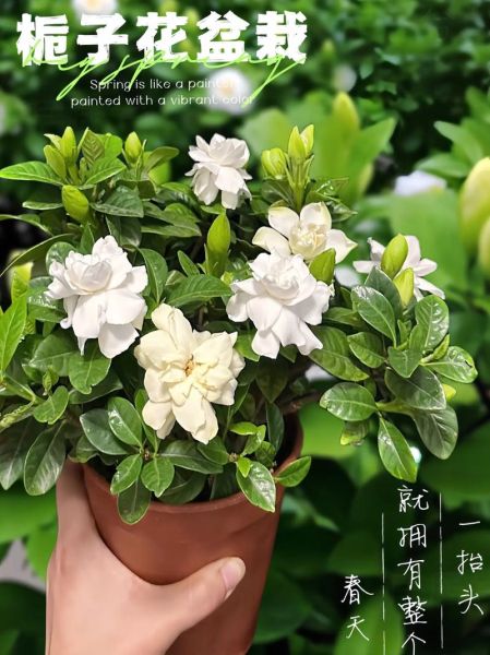 栀子花花期多久_栀子花几月开花-第2张图片-山城妙识 栀子花花期多久_栀子花几月开花-第2张图片-山城妙识