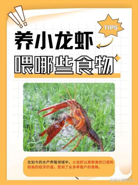 小龙虾吃什么食物好养活_小龙虾怎么喂长得快-第1张图片-山城妙识