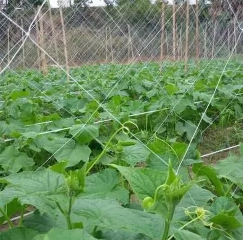 丝瓜架子怎么搭_丝瓜架子图片大全-第3张图片-山城妙识