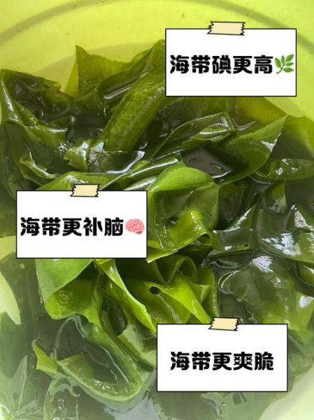 裙带菜和海带哪个营养高_海带和裙带菜营养对比-第2张图片-山城妙识
