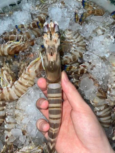 九节虾是淡水还是咸水_九节虾养殖盐度要求-第3张图片-山城妙识