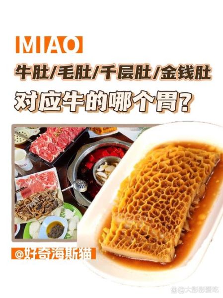 金钱肚是牛的哪个部位_金钱肚和牛肚区别-第2张图片-山城妙识