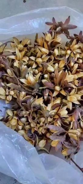 香椿树种子有什么功效_香椿籽怎么吃-第1张图片-山城妙识