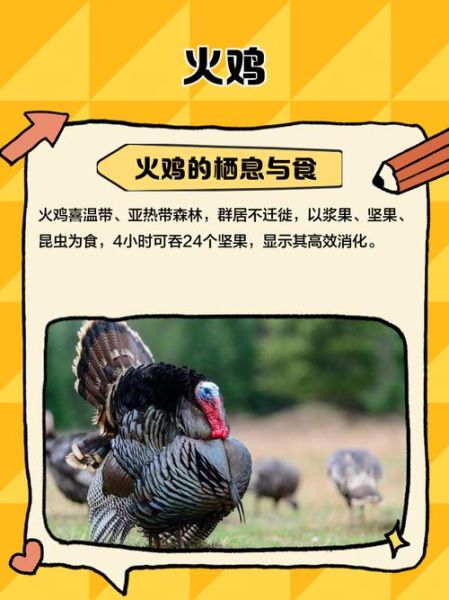 圣诞节吃火鸡吗_火鸡传统由来-第2张图片-山城妙识