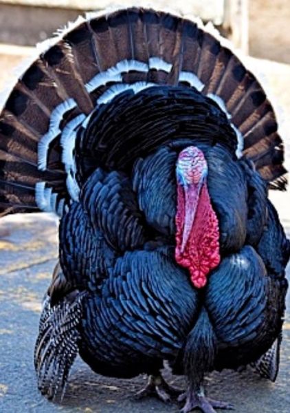 圣诞节吃火鸡吗_火鸡传统由来-第3张图片-山城妙识