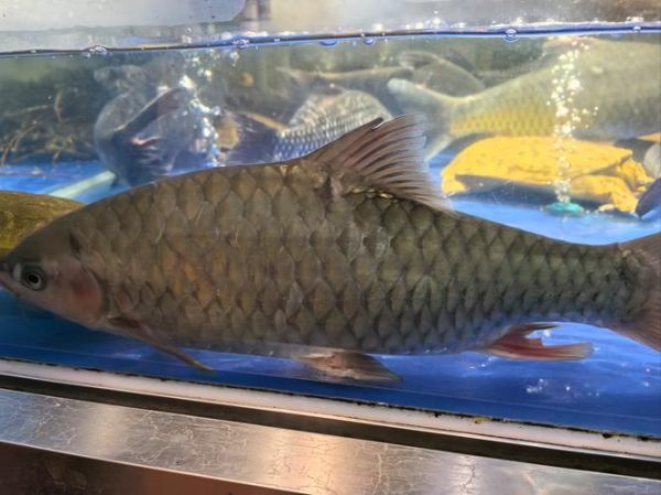 青竹鱼和军鱼的区别_如何快速分辨两种鱼-第3张图片-山城妙识