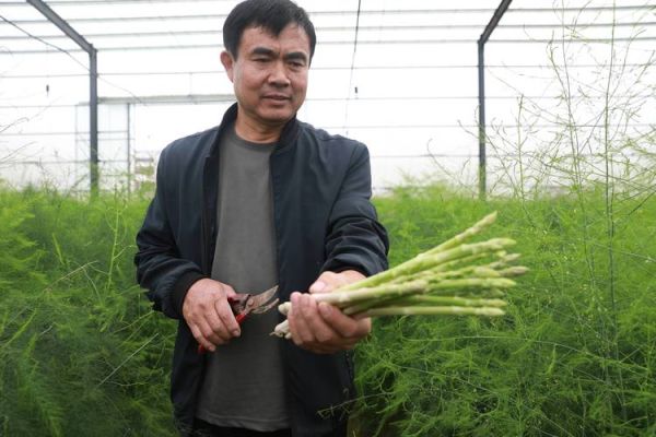 种植芦笋一亩利润_芦笋亩收益多少-第1张图片-山城妙识