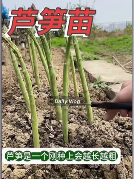 种植芦笋一亩利润_芦笋亩收益多少-第2张图片-山城妙识