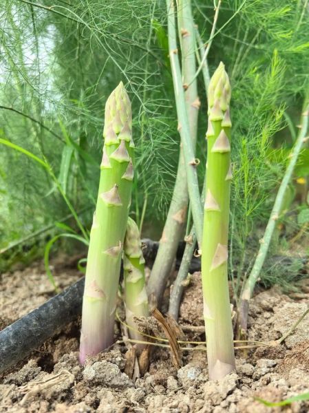 种植芦笋一亩利润_芦笋亩收益多少-第3张图片-山城妙识