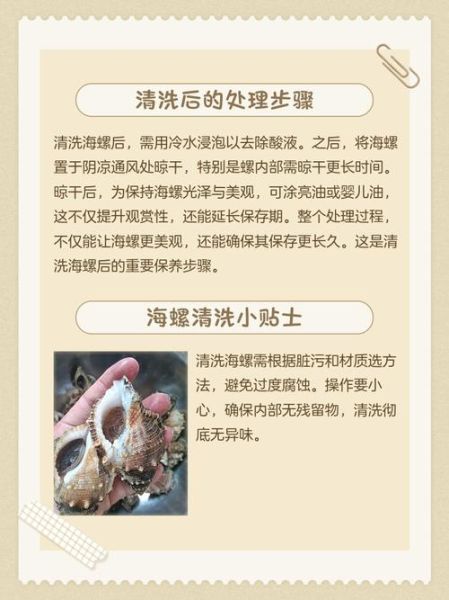 海螺怎么清洗_海螺怎么吃才安全-第1张图片-山城妙识