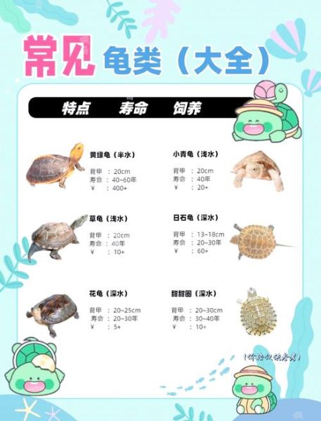 乌龟可以吃什么肉_哪些肉类对乌龟最安全-第2张图片-山城妙识