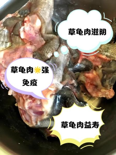 乌龟可以吃什么肉_哪些肉类对乌龟最安全-第1张图片-山城妙识