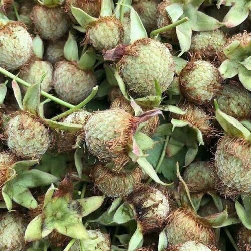 覆盆子多少钱一斤_覆盆子价格行情-第3张图片-山城妙识