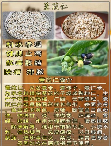 薏仁是什么东西_薏仁的功效与作用-第3张图片-山城妙识