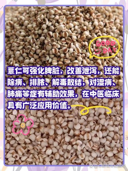 薏仁是什么东西_薏仁的功效与作用-第2张图片-山城妙识