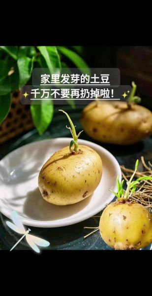 发芽的土豆能吃吗_如何正确处理发芽土豆-第3张图片-山城妙识
