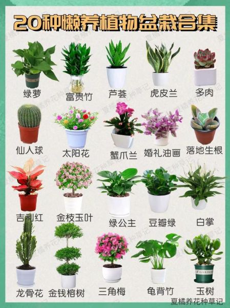 常见100种花卉有哪些_如何挑选室内盆栽花卉-第1张图片-山城妙识 常见100种花卉有哪些_如何挑选室内盆栽花卉-第1张图片-山城妙识
