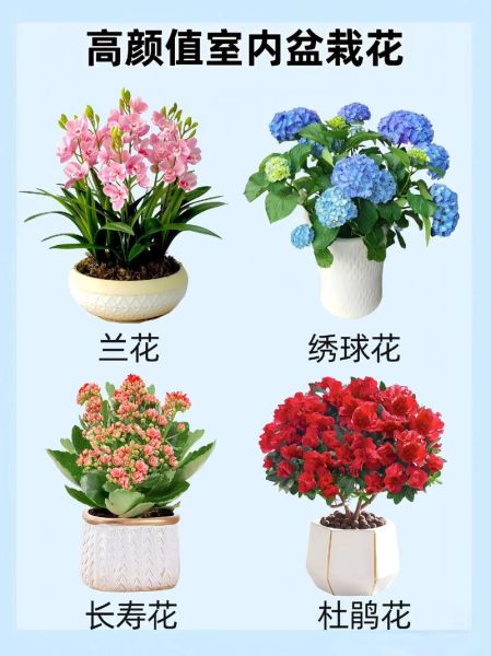 常见100种花卉有哪些_如何挑选室内盆栽花卉-第2张图片-山城妙识 常见100种花卉有哪些_如何挑选室内盆栽花卉-第2张图片-山城妙识