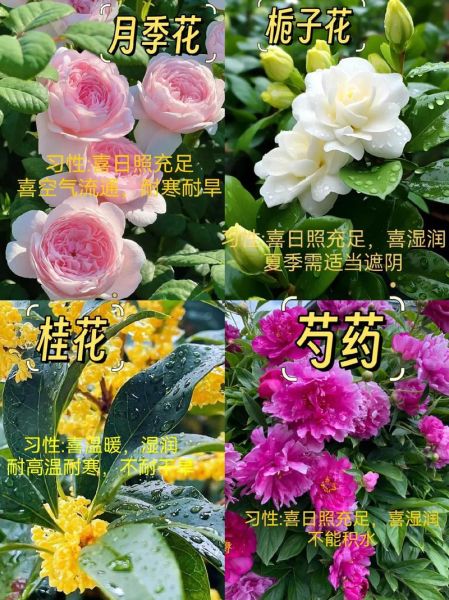 常见100种花卉有哪些_如何挑选室内盆栽花卉-第3张图片-山城妙识 常见100种花卉有哪些_如何挑选室内盆栽花卉-第3张图片-山城妙识