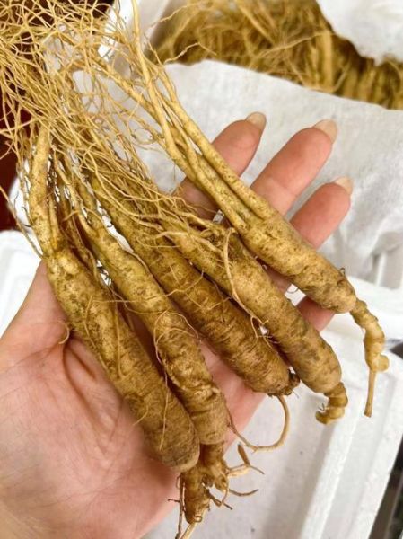 人参图片大全高清图片_如何挑选优质人参-第3张图片-山城妙识
