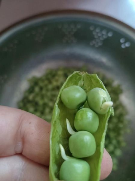 甜豆怎么保存_甜豆可以冷冻吗-第3张图片-山城妙识 甜豆怎么保存_甜豆可以冷冻吗-第3张图片-山城妙识