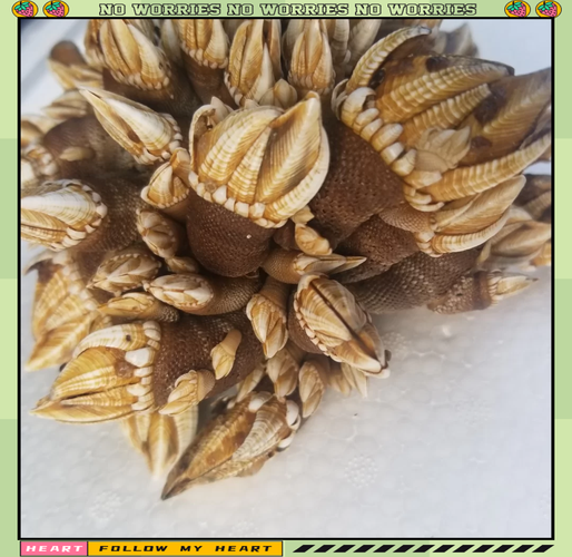 海鸡脚是什么_海鸡脚怎么吃-第2张图片-山城妙识 海鸡脚是什么_海鸡脚怎么吃-第2张图片-山城妙识