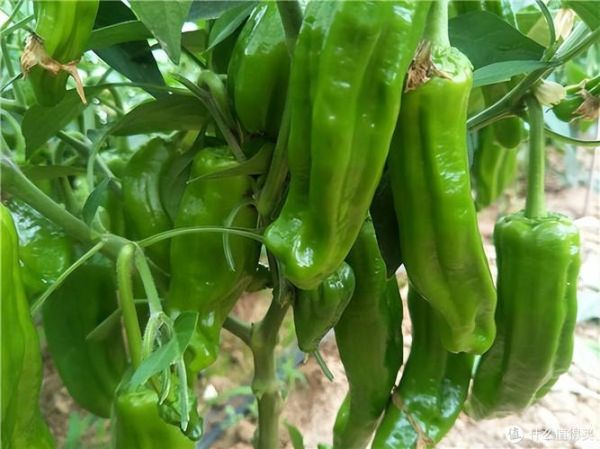 辣椒什么时候传入中国_原产地是哪里-第3张图片-山城妙识 辣椒什么时候传入中国_原产地是哪里-第3张图片-山城妙识