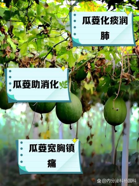 瓜蒌子的功效与作用_瓜蒌子怎么吃效果最好-第3张图片-山城妙识