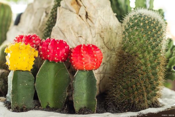 仙人掌图片高清_如何拍出质感细节-第3张图片-山城妙识